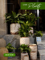 Best Flower Shop in Doha | Online Same Day Delivery in Qatar